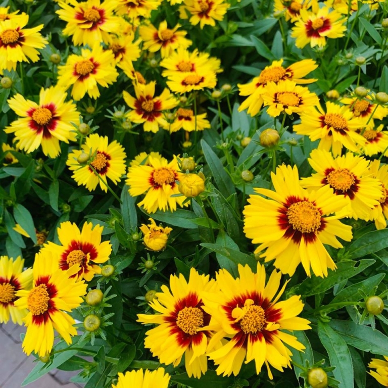 Vaste planten combineren - Tuincentrum Vechtweelde