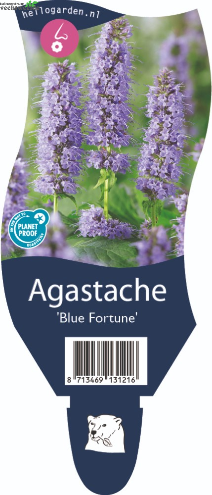 Agastache 'Blue Fortune' - Tuincentrum Vechtweelde